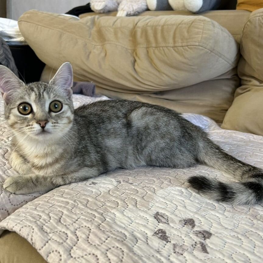 Кошка