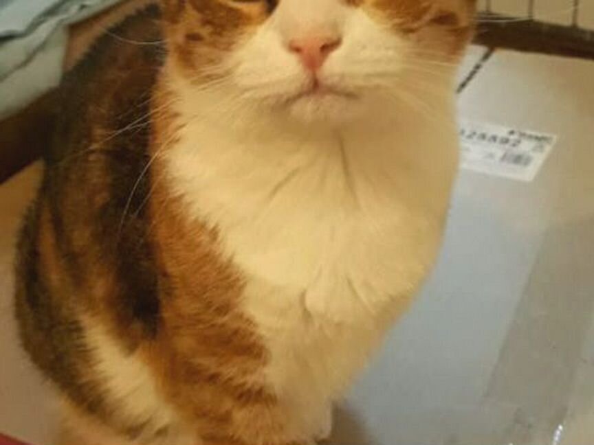 Кошечка Анфиса ищет дом