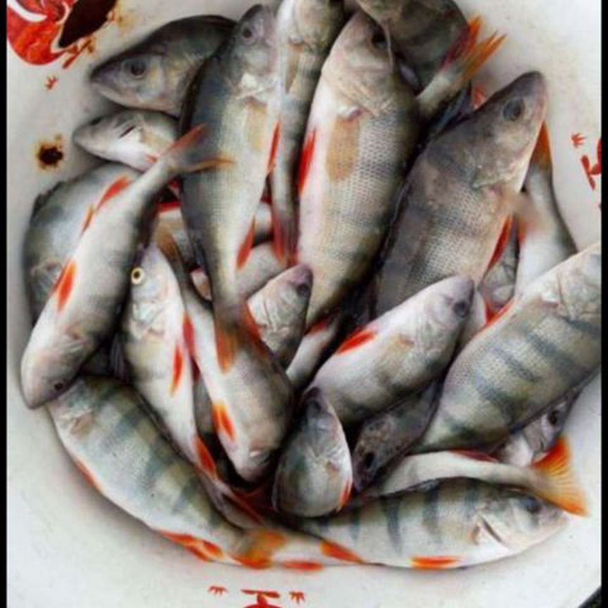 Рыба речная