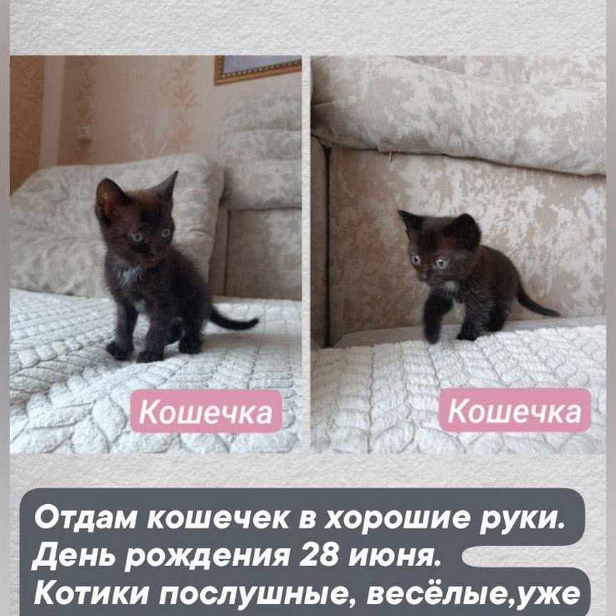 Котята в добрые руки бесплатно