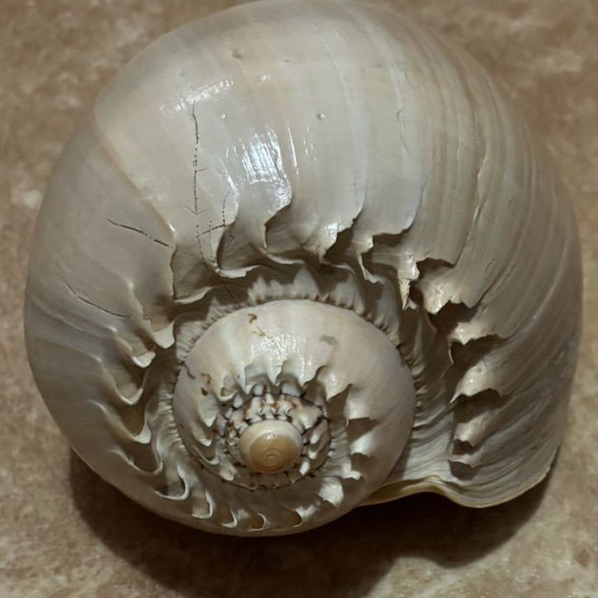 Ракушка морская большая