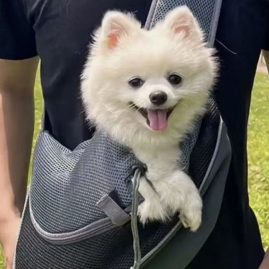 Переноска для кошек и собак