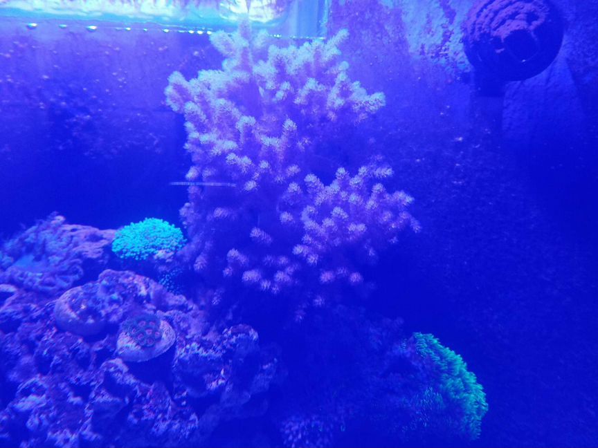 Коралл капнелла