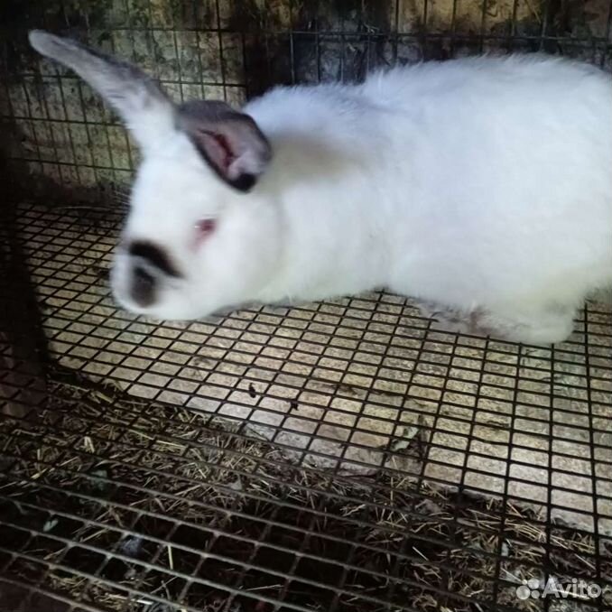 Кролики, самцы, самки