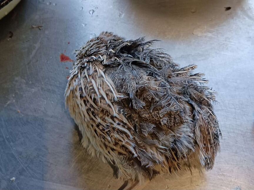 Мясо для домашних хищников