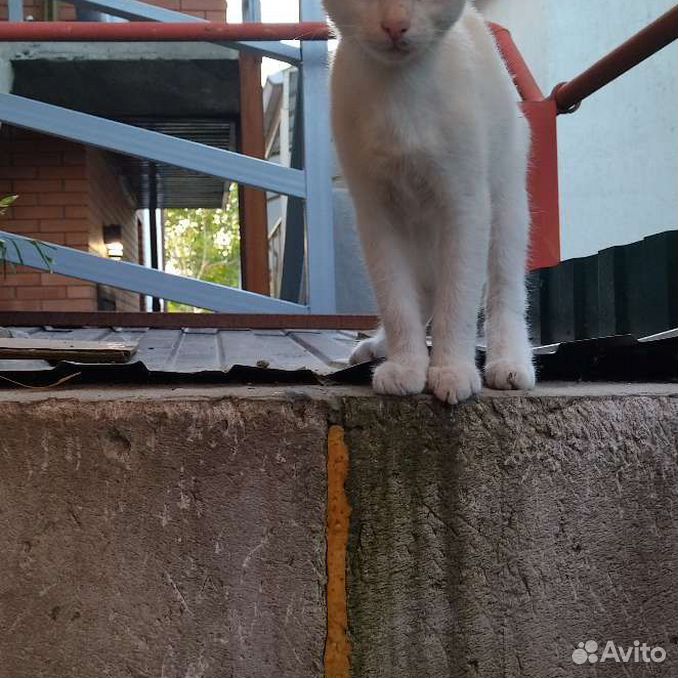 Котёнок белый, мальчик, 5-6 месяцев