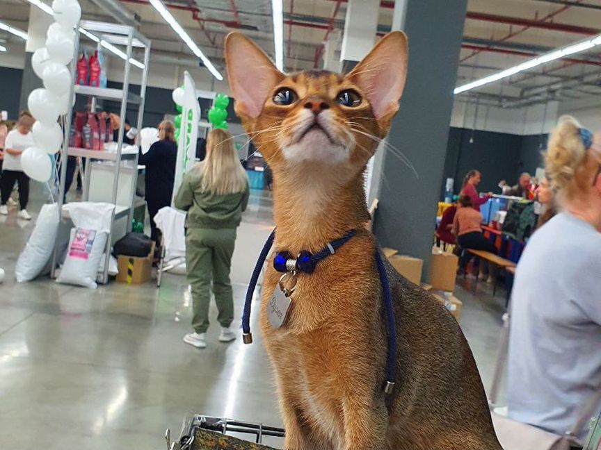 Котёнок