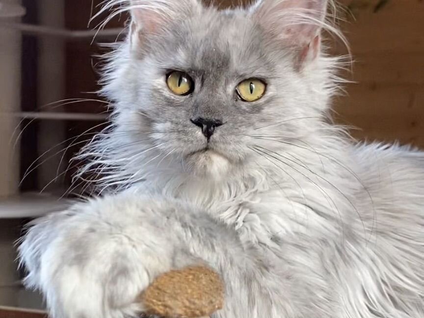 Полидактильная кошечка мейн-кун