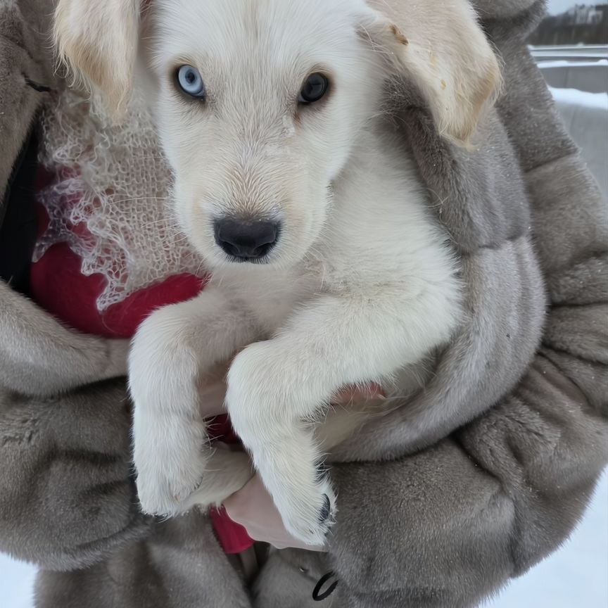 Щенок в добрые руки