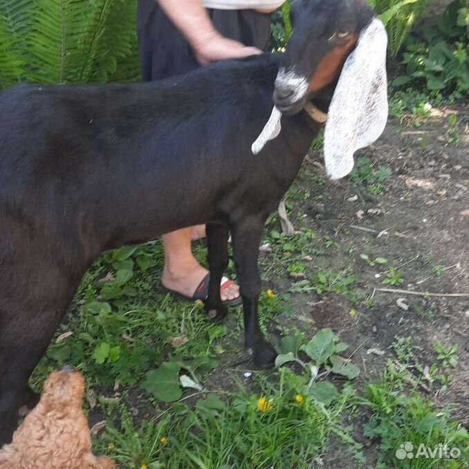 Коза и козёл. камори-нуб