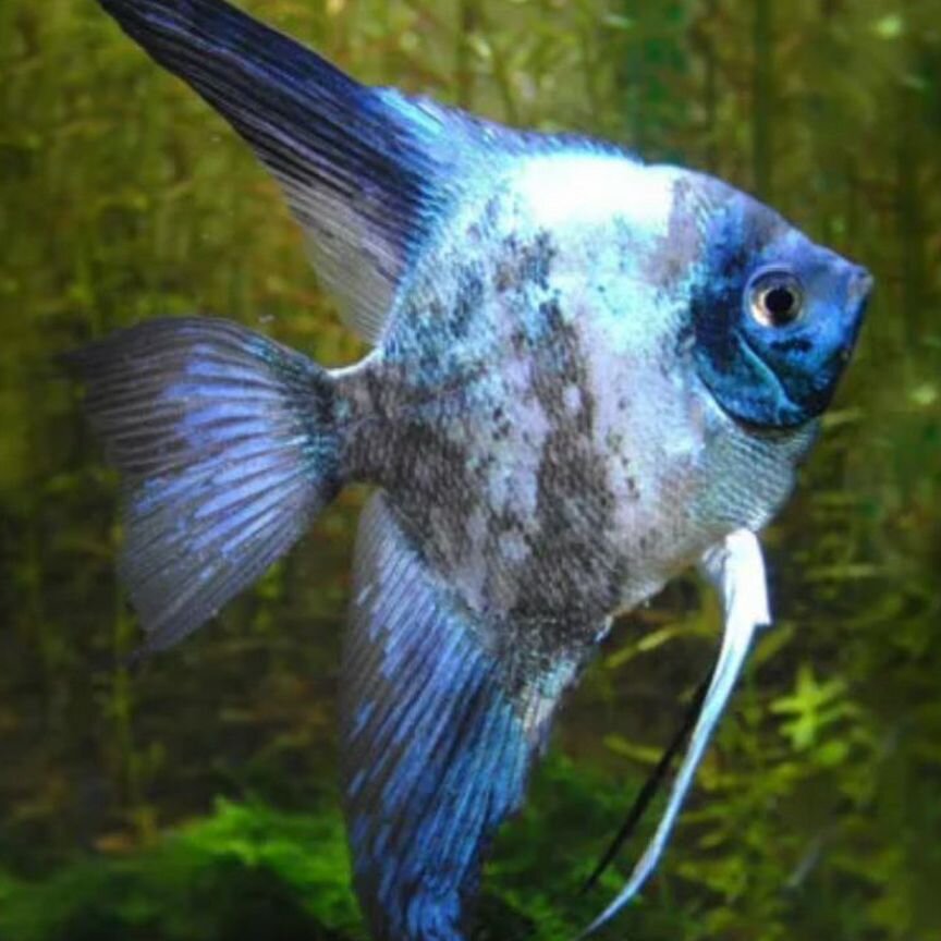 Аквариумные рыбки. Скалярия. Синий Смоки