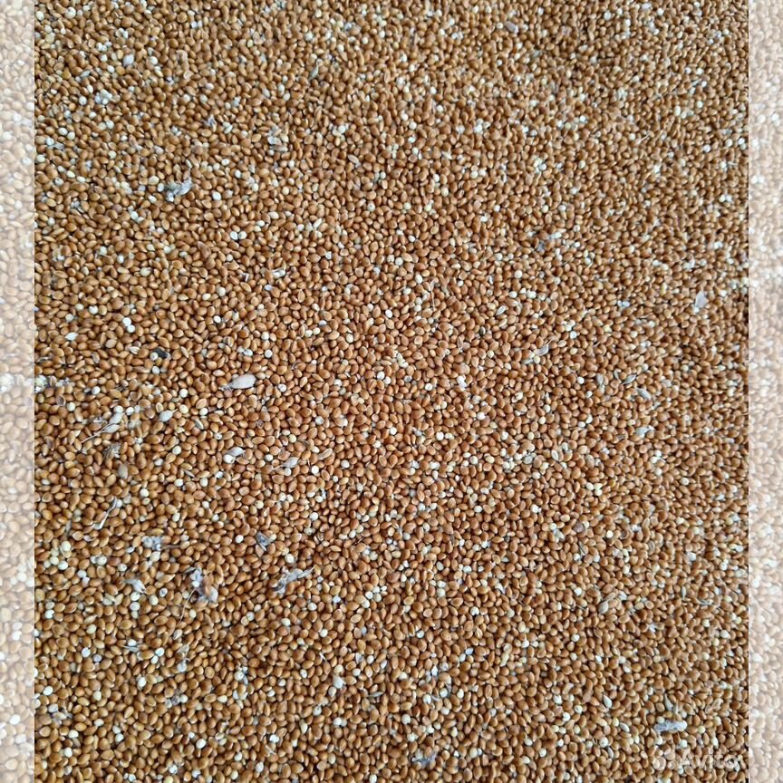 Просо красное