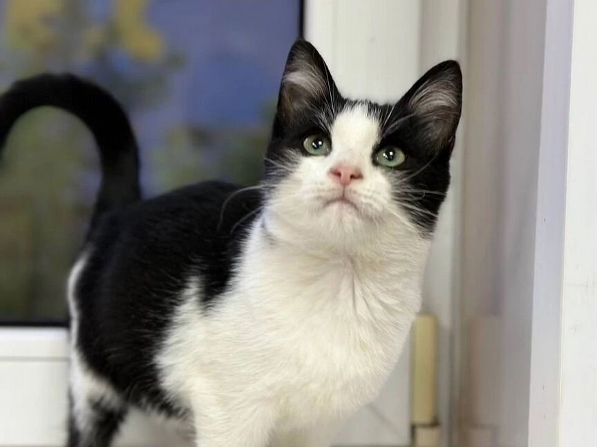 Котишки из приюта ждут человека