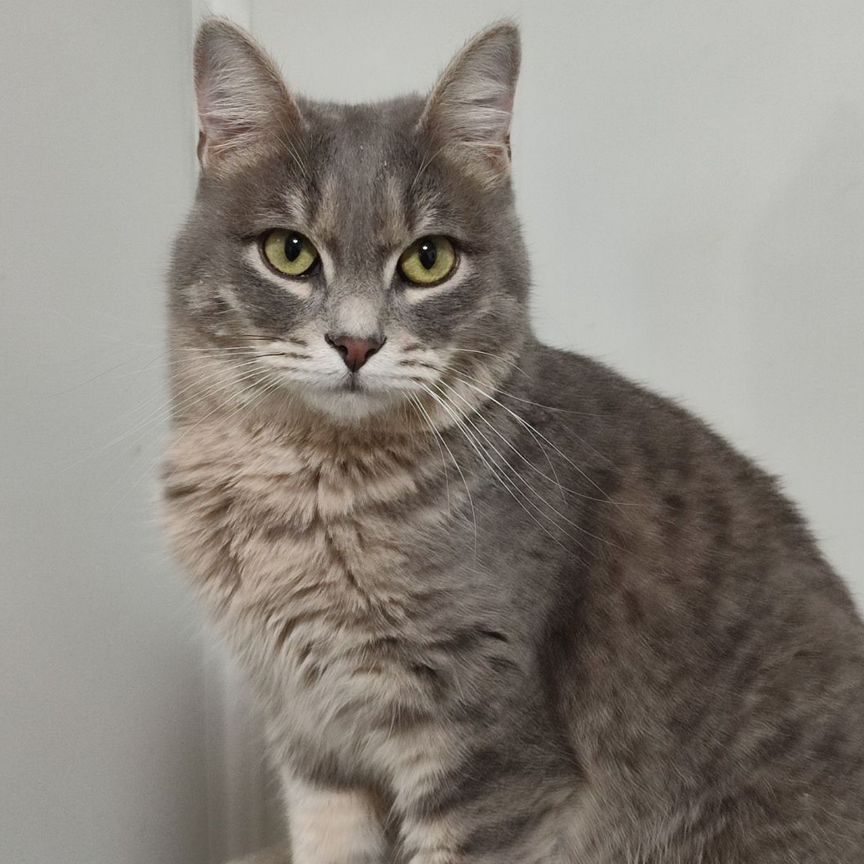 Взрослая, кошка в добрые руки