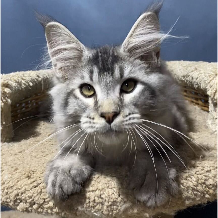 Мейн-кун котёнок