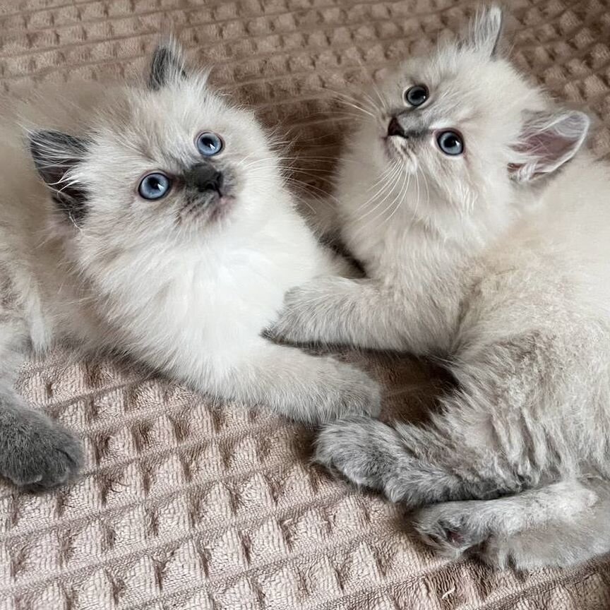 Продажа Невских маскарадных котят