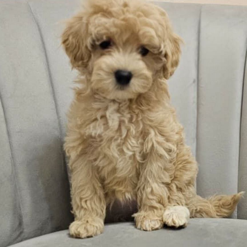 Мальтипу, щенок