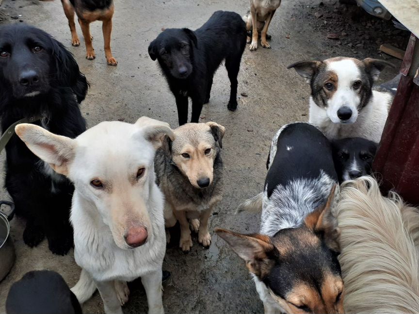 Много собачек в добрые руки