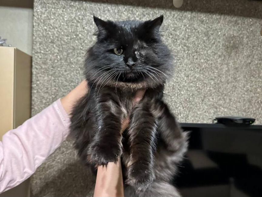 Котенок подросток пушистый кастрированный