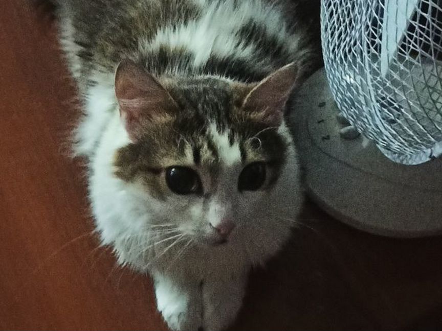 Кошка - обнимашка