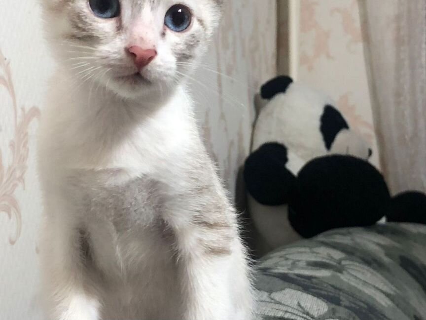 Катенок очень игрывый ласкавый кушает корм и хлеб