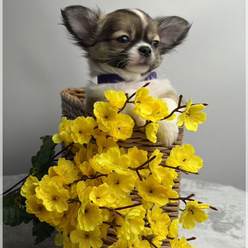 Чихуахуа, щенок