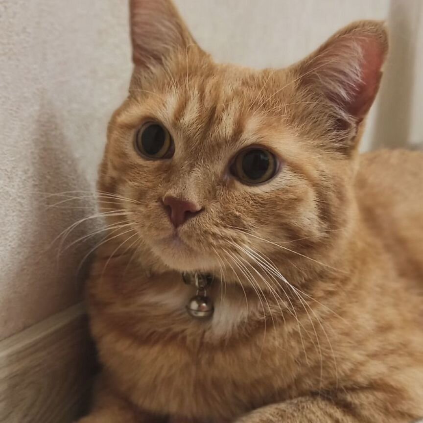 Котик Рыжик бесплатно в хорошие руки