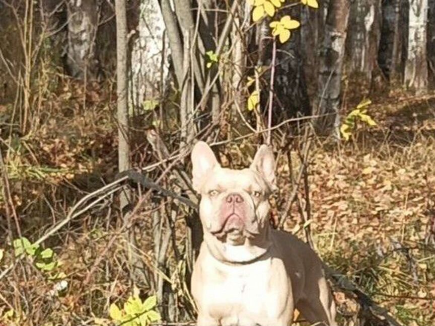 Изабелла вязка, продажа