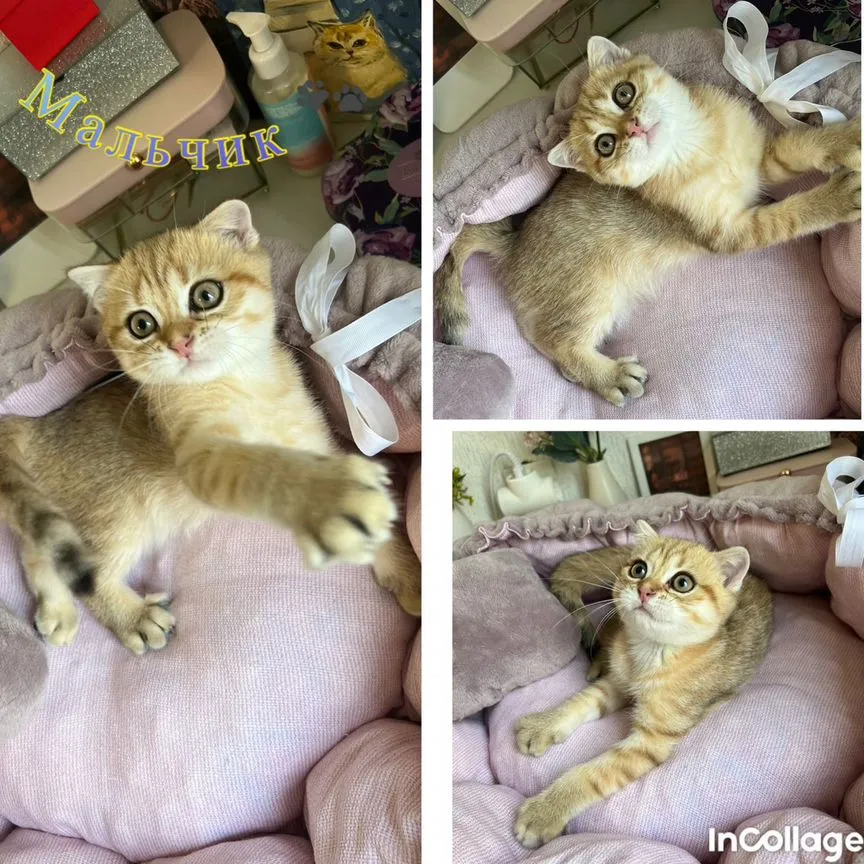 Шотландские котята золотая шиншилла