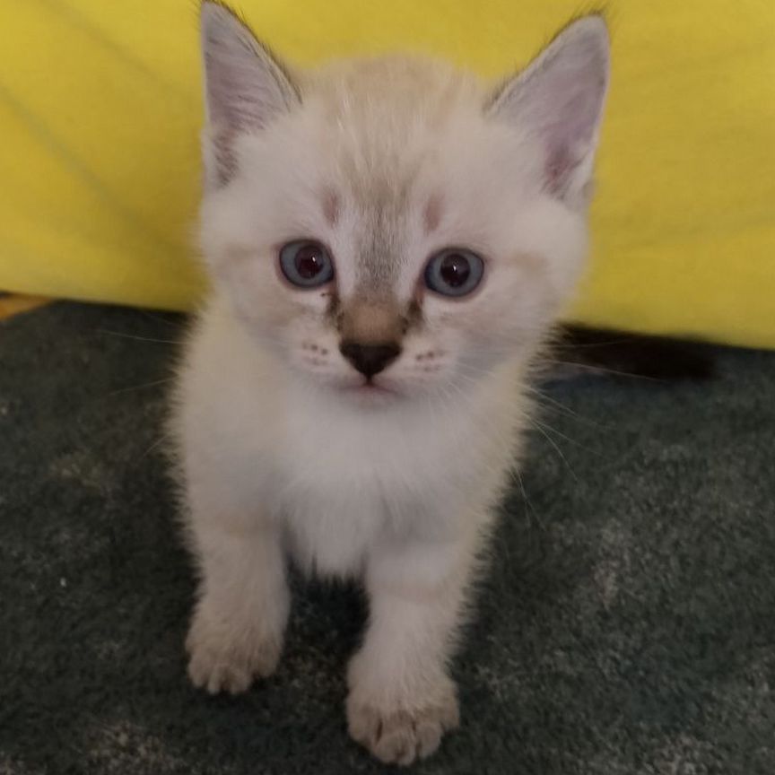 Сиамский котёнок