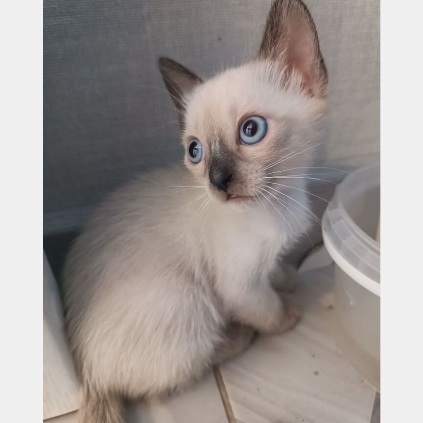 Чудесные тайские котята