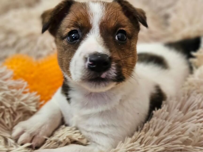 Джек Рассел терьер малыши