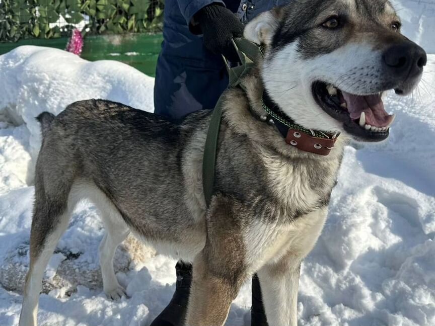 Красивая изящная молодая собака из приюта бесплатн