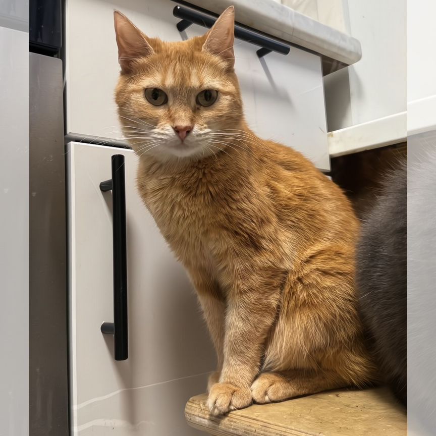 Взрослая, кошка в добрые руки