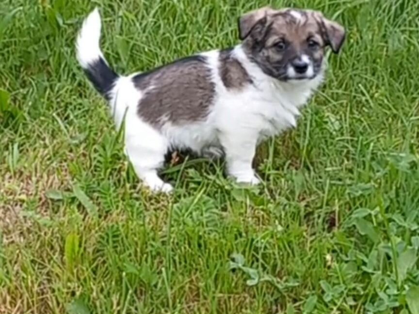 Щенки от маленькой собаки