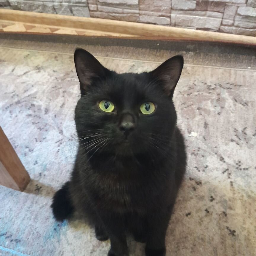 Котик в добрые руки
