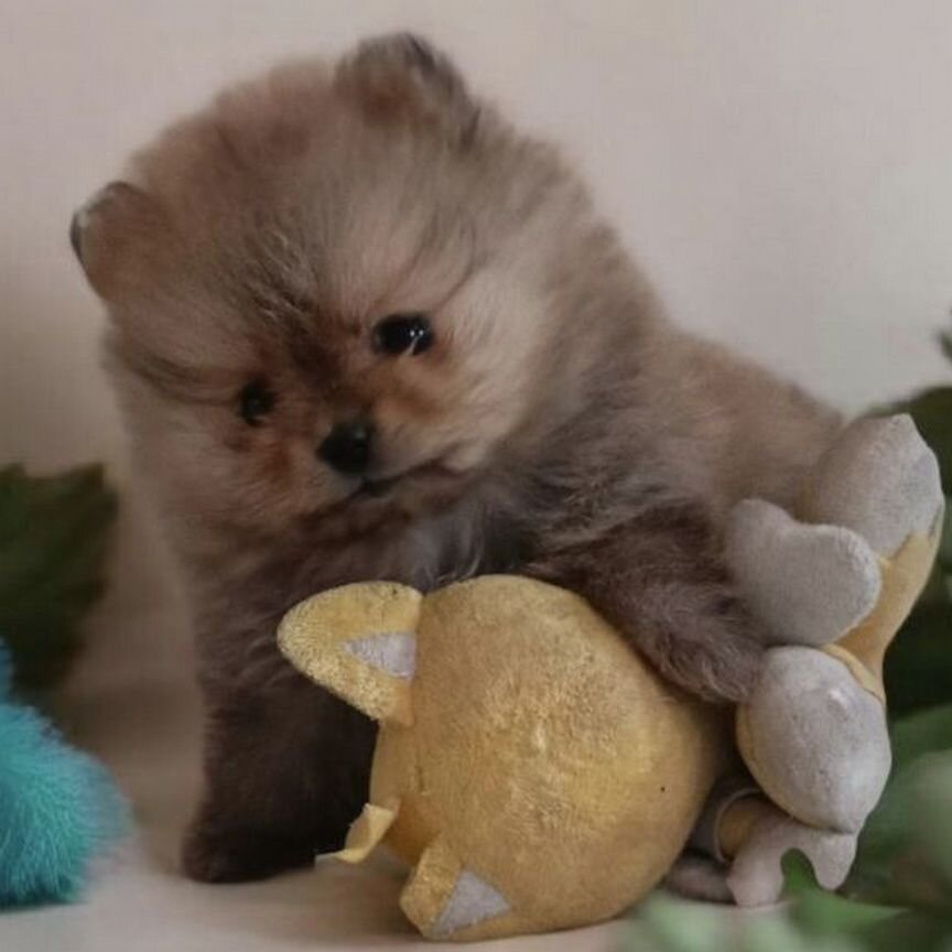 Померанский шпиц, щенок