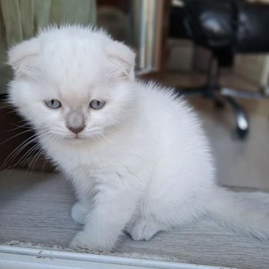 Шотландский вислоухий короткошёрстный котёнок