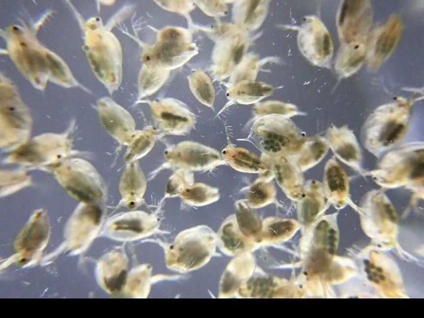 Дафния живая