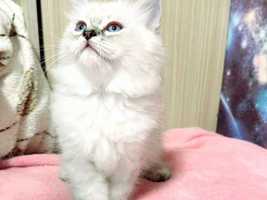 Невские маскарадные котята