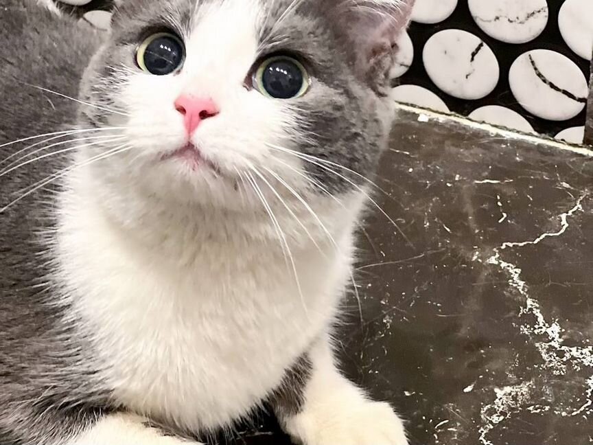 Кошечка ищет дом
