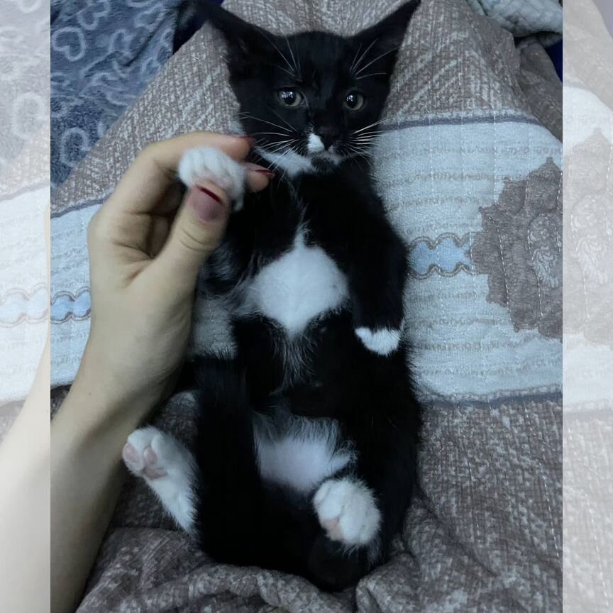 Котёнок в добрые руки