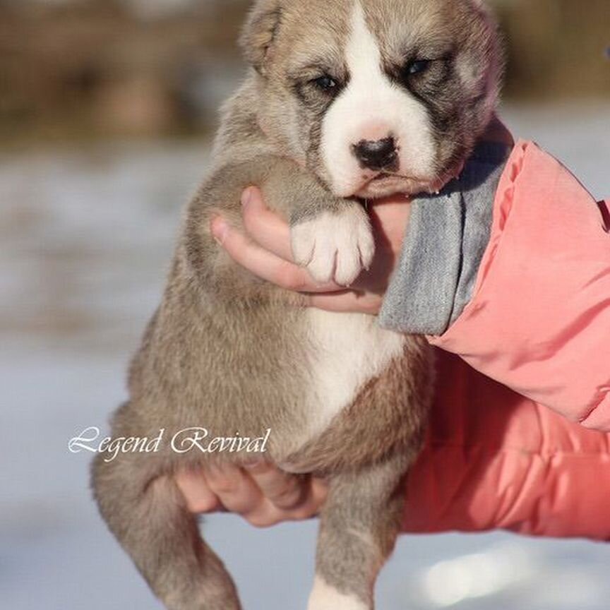 Сао девочка