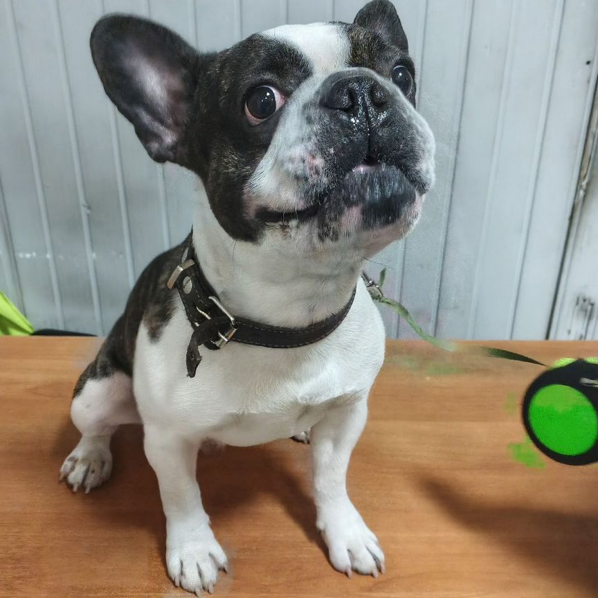 Французский бульдог, щенок