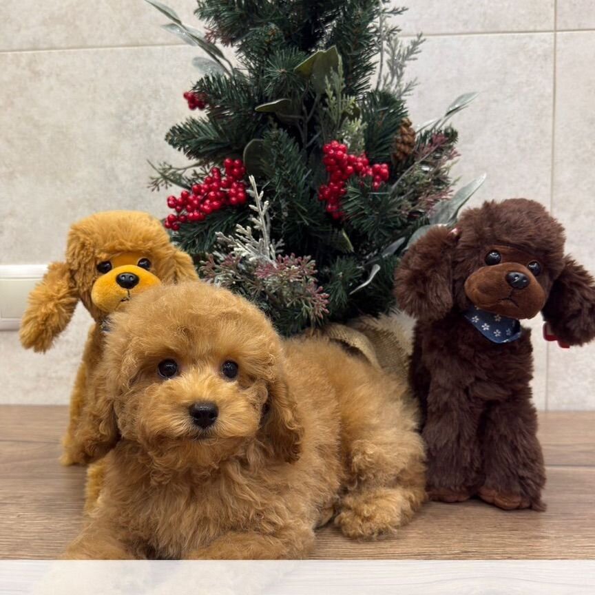 Той-пудель, щенок