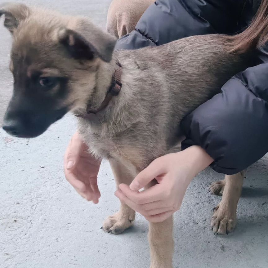 Щенок в добрые руки