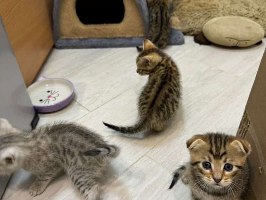 Бенгальские котята