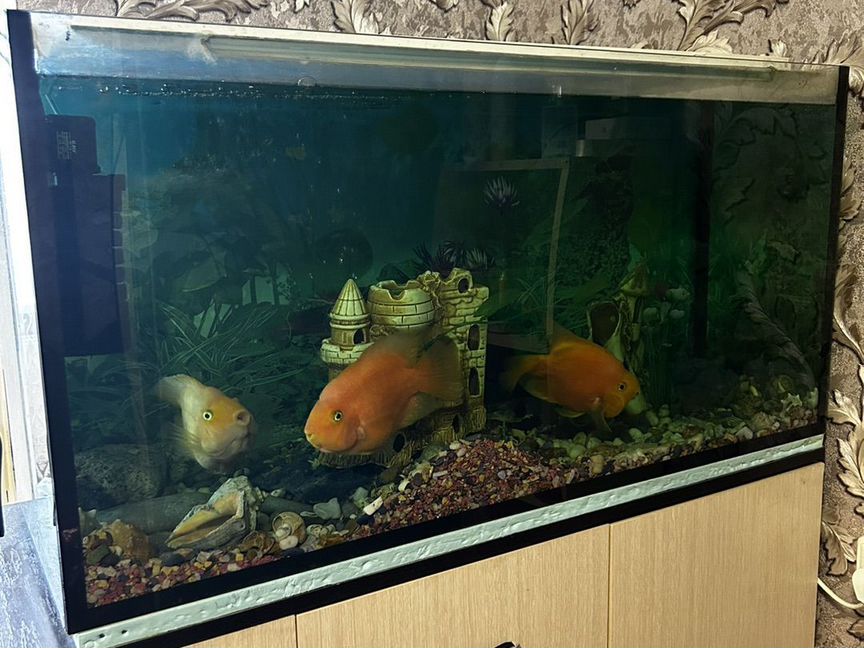 Аквариум с рыбкамии