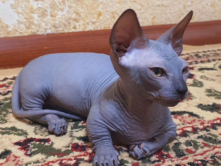 Канадский сфинкс бамбино