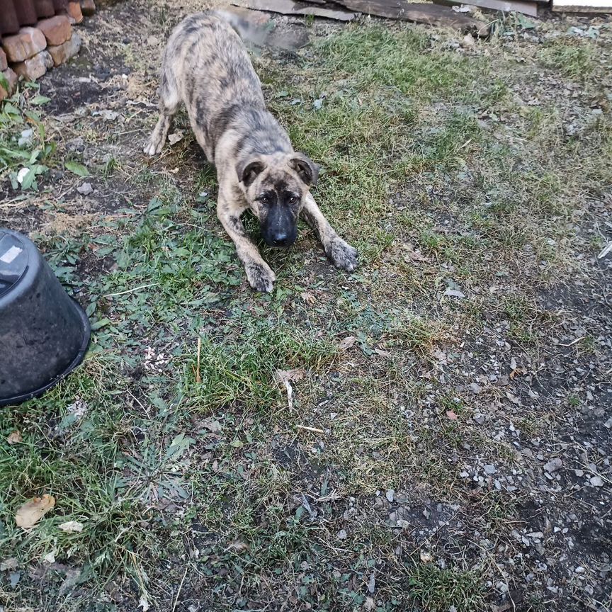 Собака в добрые руки